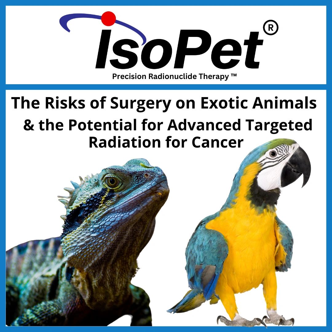 The Risks of Surgery on Exotic Animals for Cancer