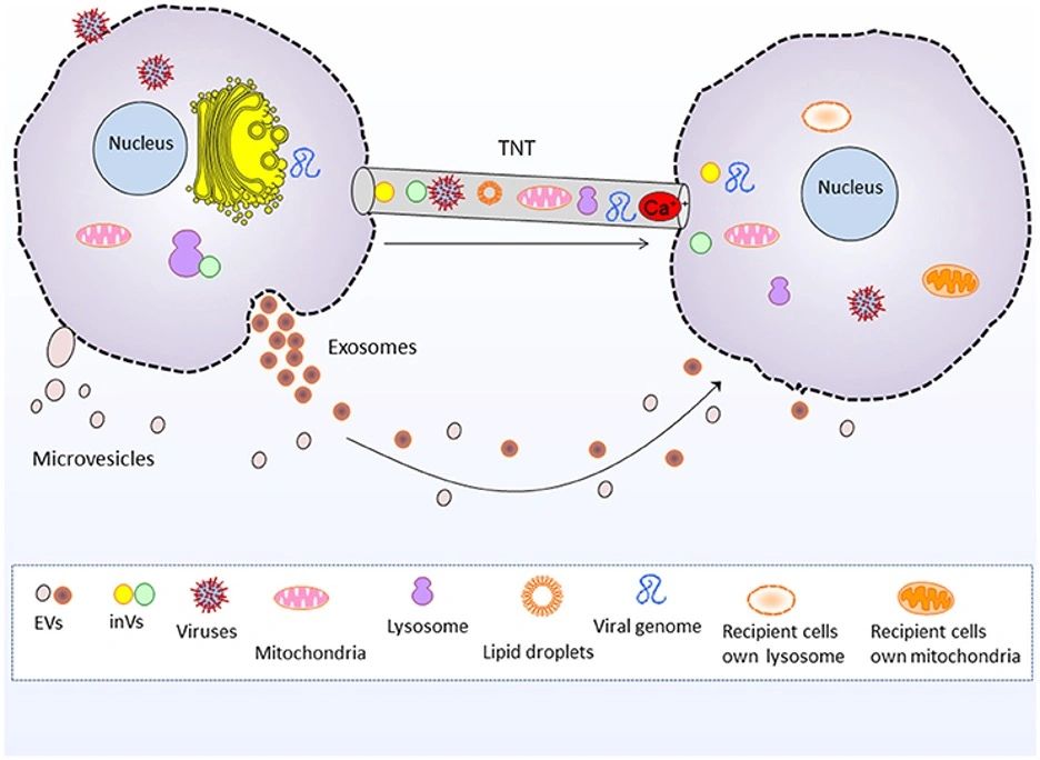 Cellular Bridges