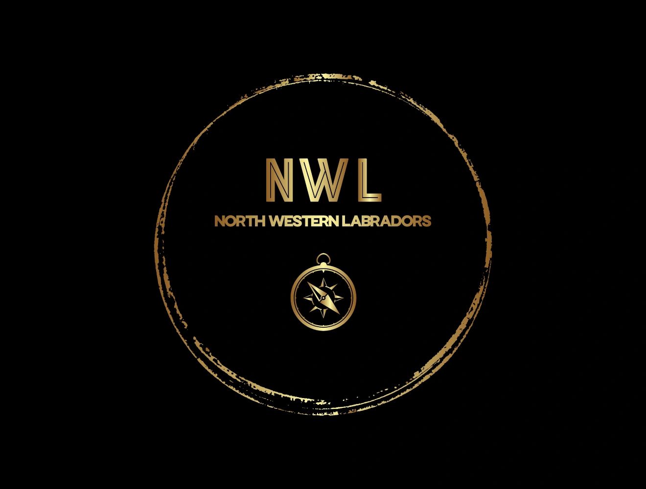 Labradors in the Northwest - North Western Labradors