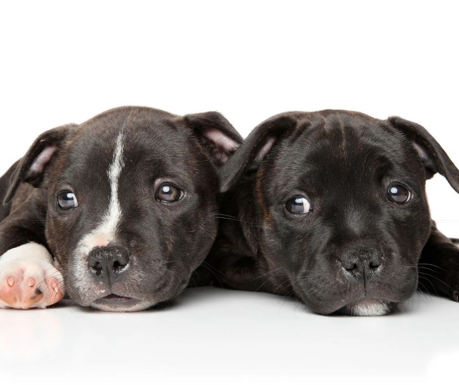 What You Should Know Before Getting a Staffy