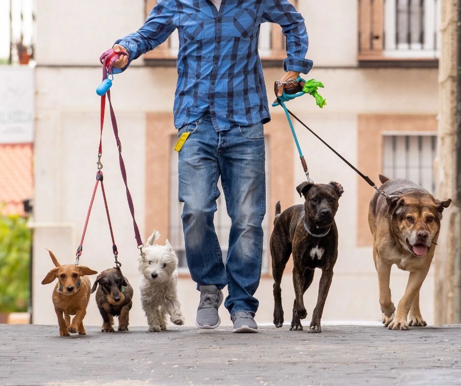 Dog Walker Red Flags