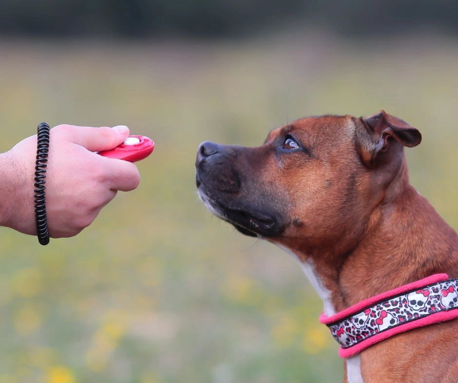 Clicker Training: The Basics