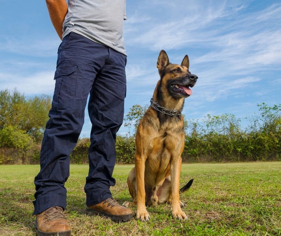 The 5 Dog Training Exercises You Should Do EVERY Day