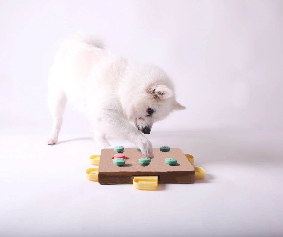 What Is Canine Enrichment?