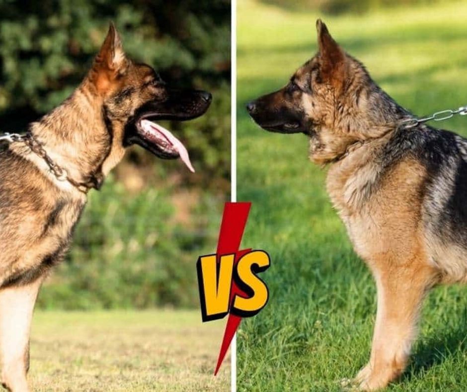 Understanding Working Line and Show Line Dogs