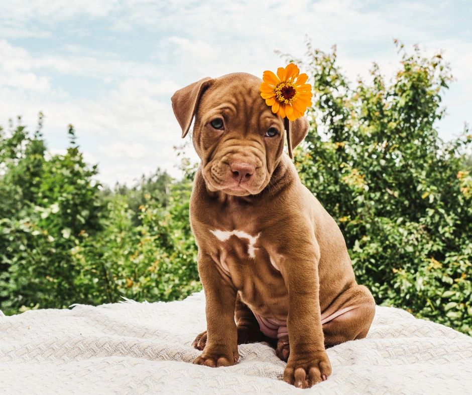 When Is The Best Time To Get A Puppy?