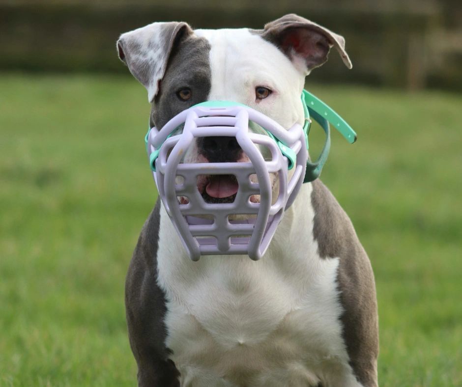 Is It Too Late To Muzzle Train Your XL Bully?