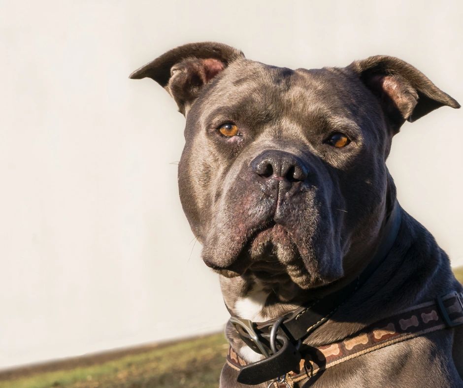 Our Policy For Working With XL Bully Type Dogs