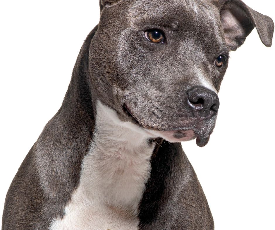 What You Should Know Before Getting a Staffy