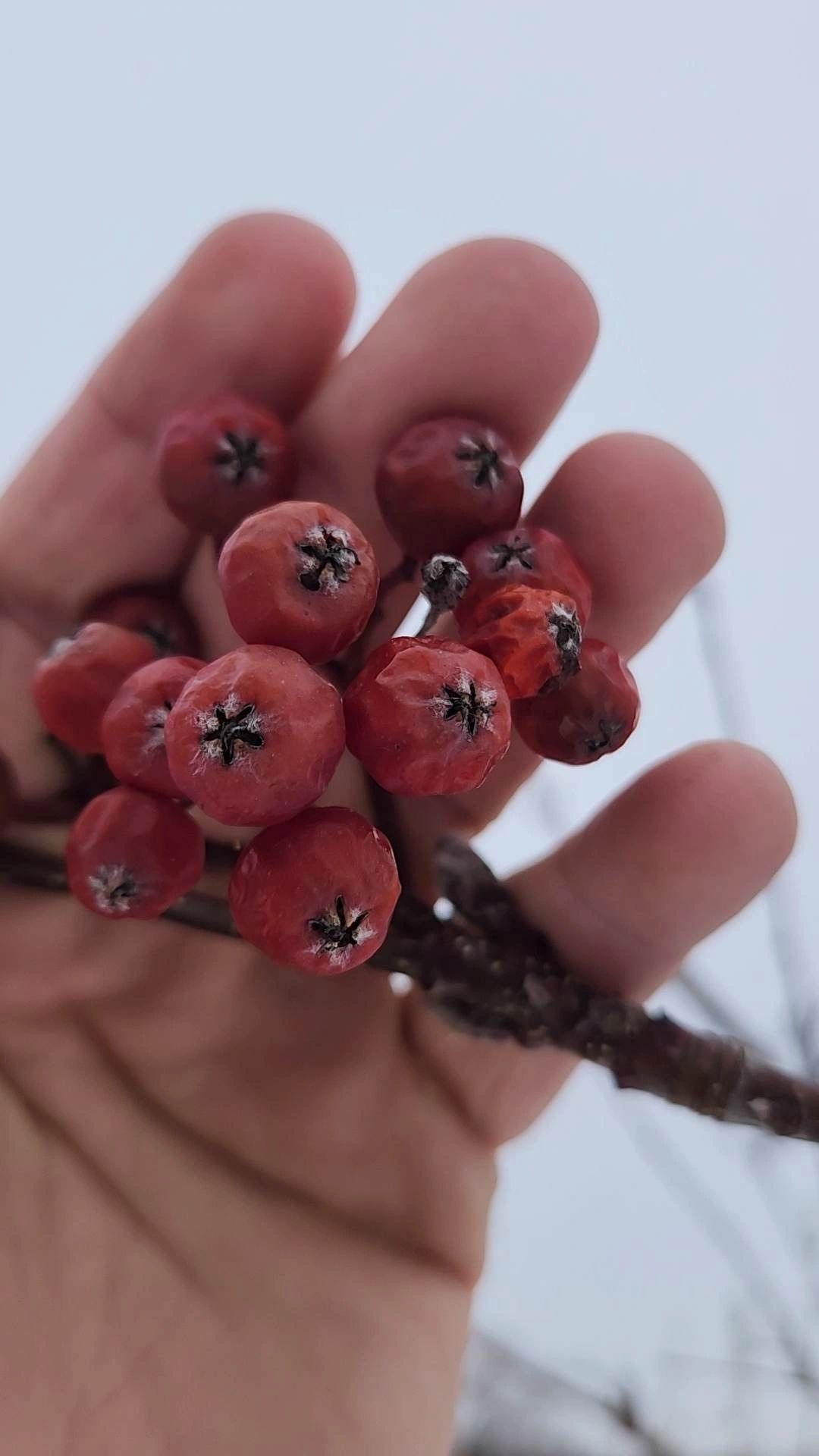 Winter Foraging : Two Trees for Urban Foraging