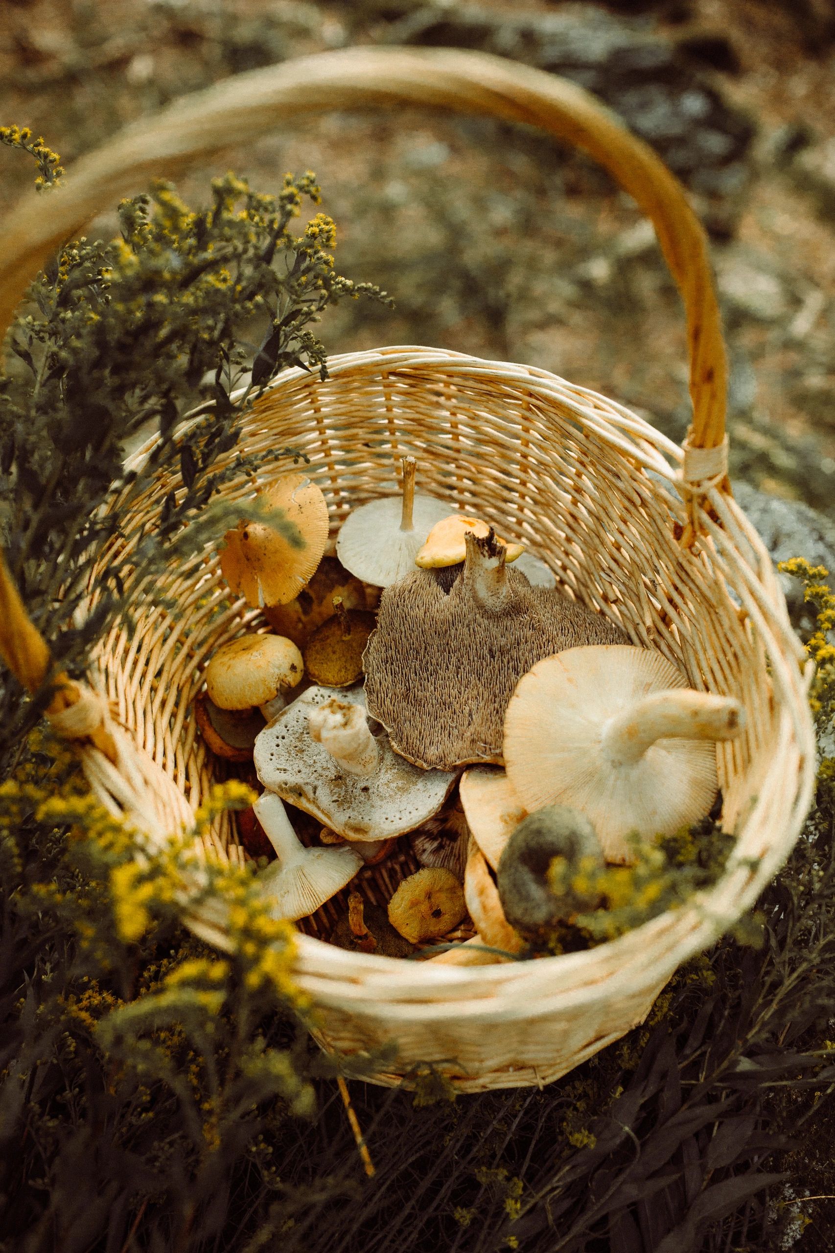 Foraging Season Returns