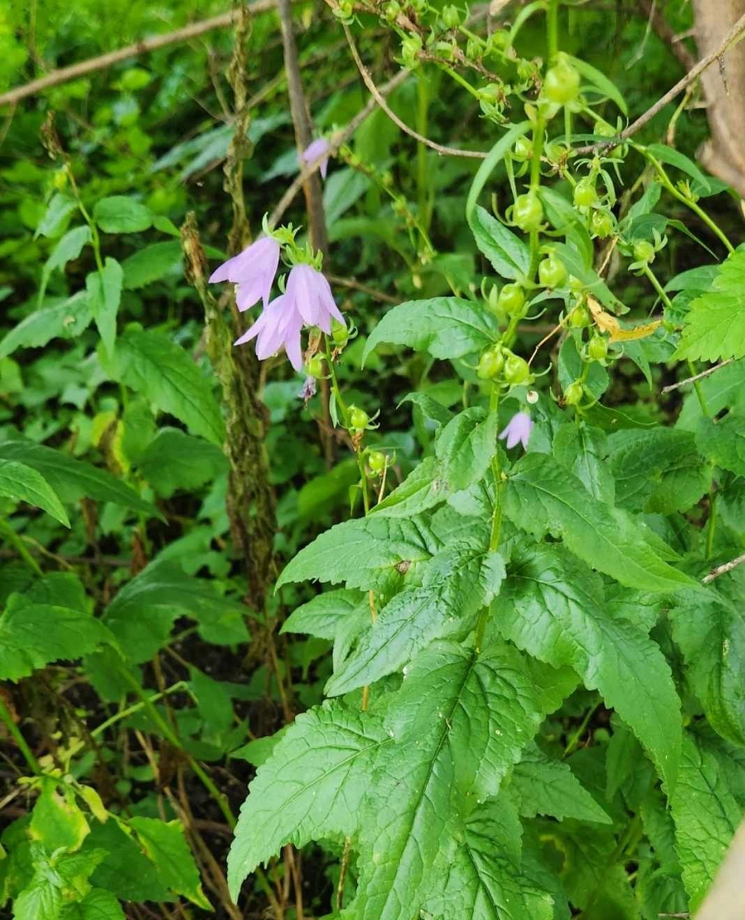 Creeping Bellflower: An Edible Invasive Plant