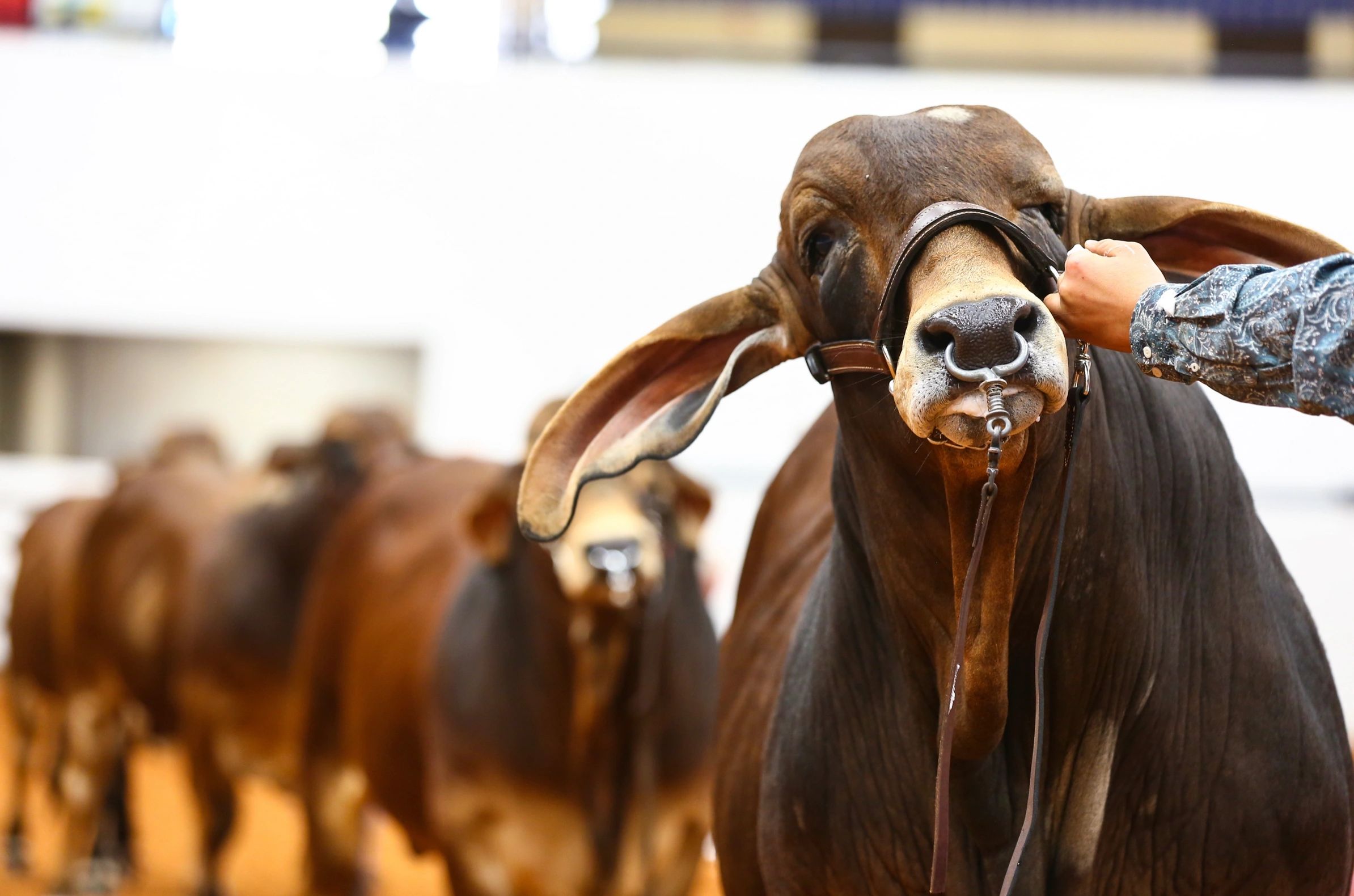 Birds Creek Ranch LLC