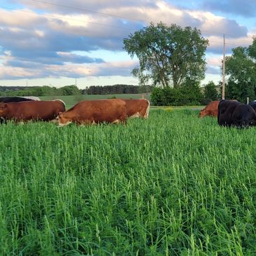 Top-Quality Beef Supplier | Brazen Beef