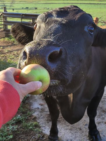 Top-Quality Beef Supplier | Brazen Beef