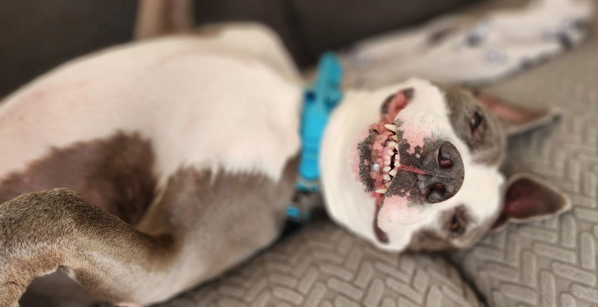 Help Save Dogs with Three Stooges Rescue