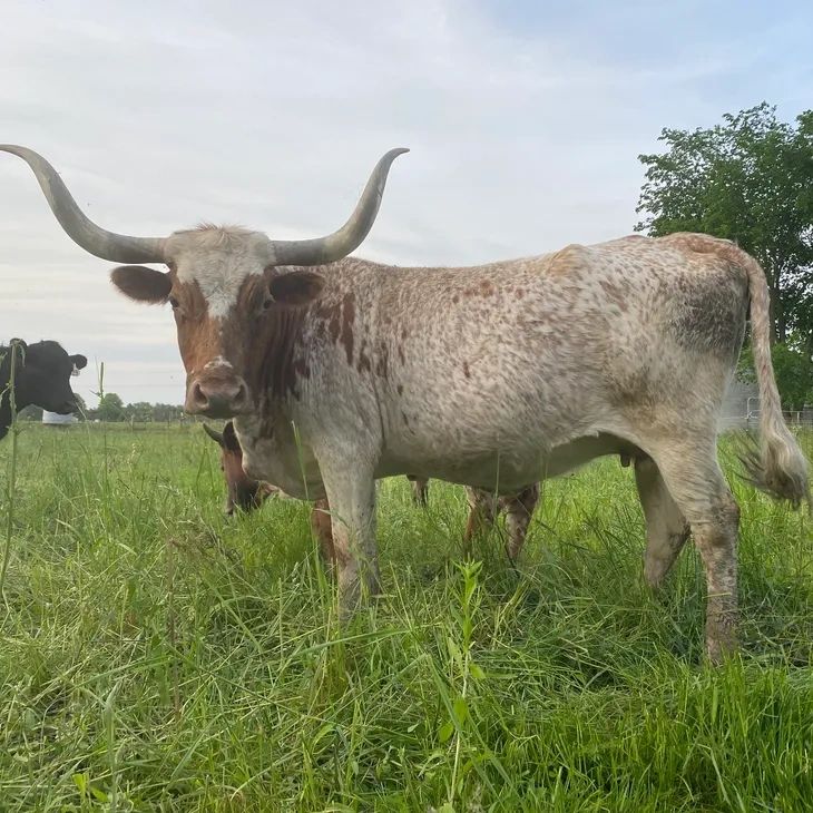 The Spotted Pig Ranch