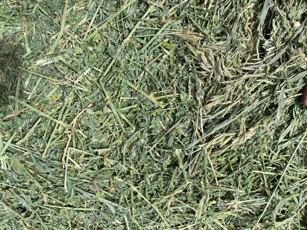 Small Bale Alfalfa 2nd Cutting