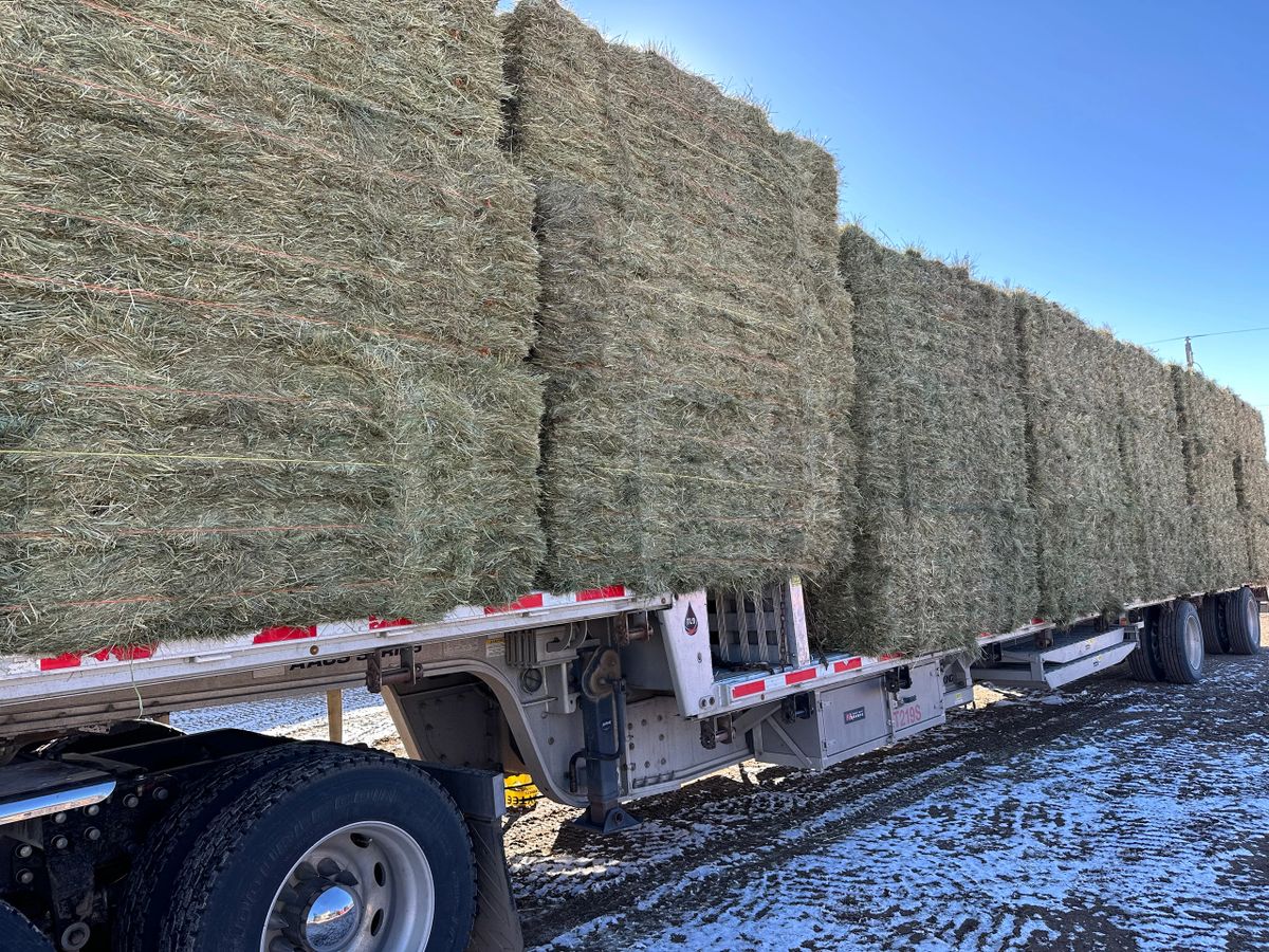 Timothy Grass Small Bale Bundle