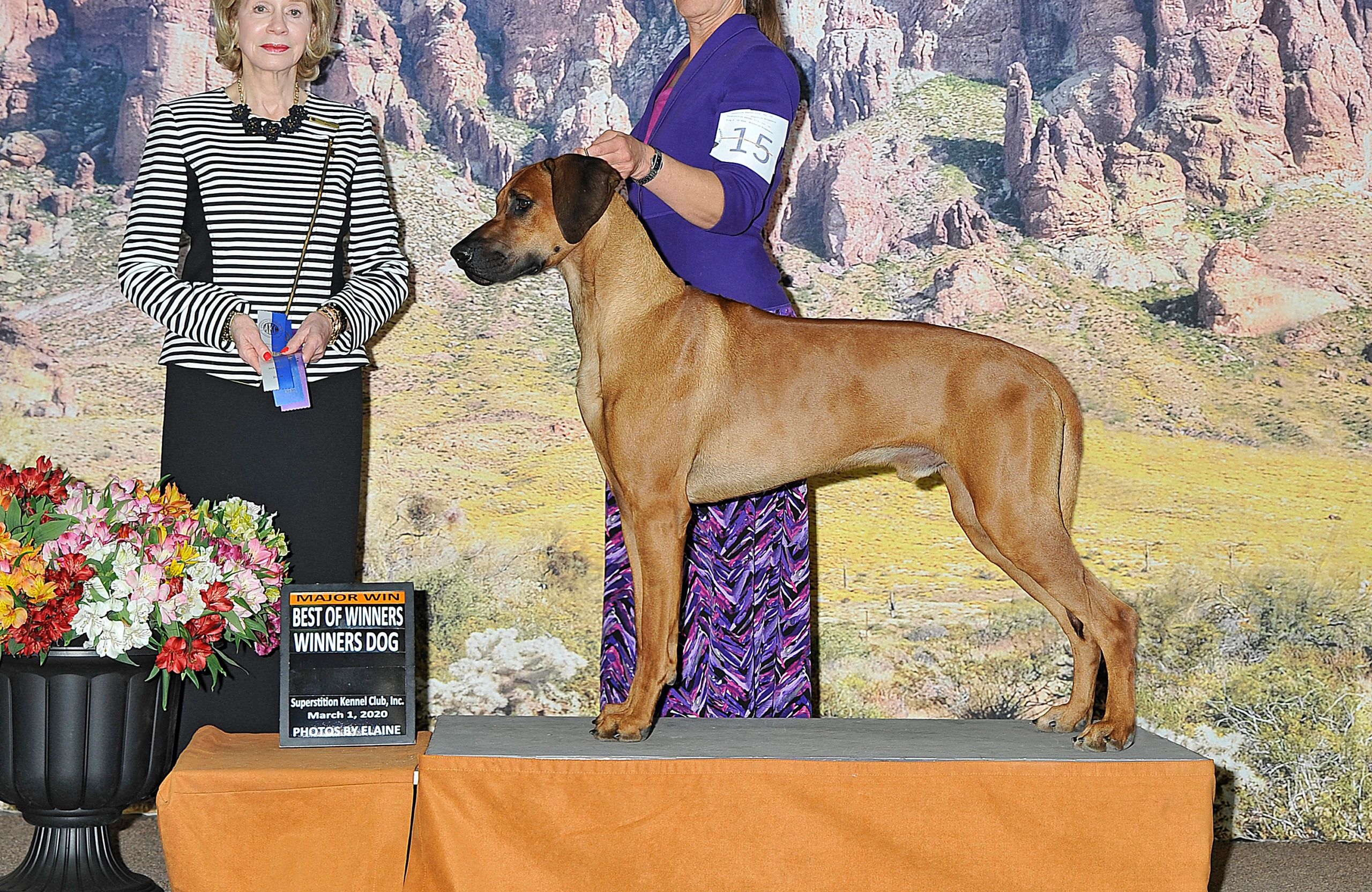 What Makes A Dog Show Quality