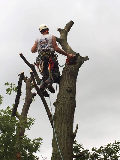 Aspen Ridge Landscaping Tree Service, Inc. - Arborist, Tree Care ...
