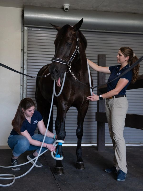 ProPulsion Equine PEMF