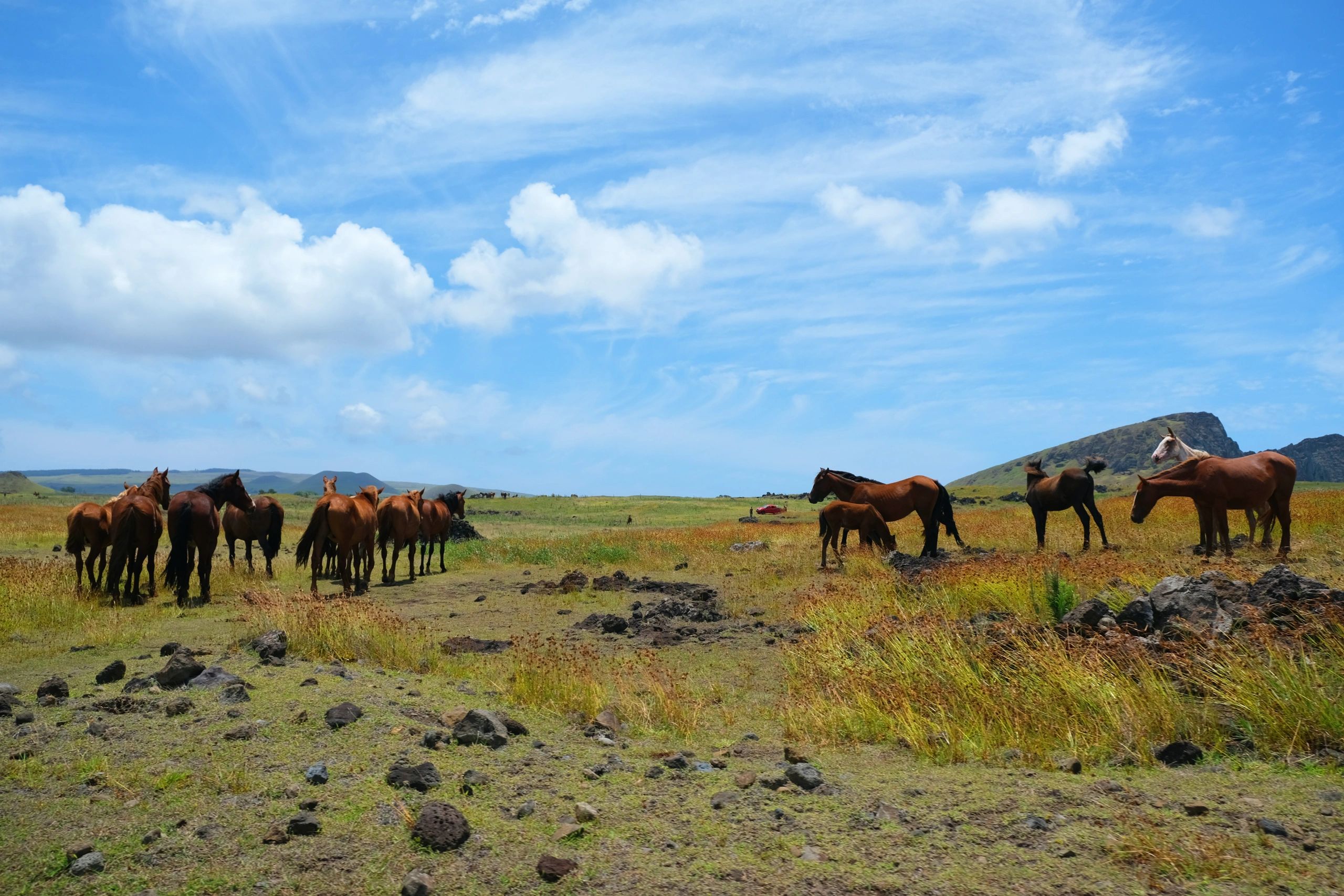 Blue Pasture Advisors