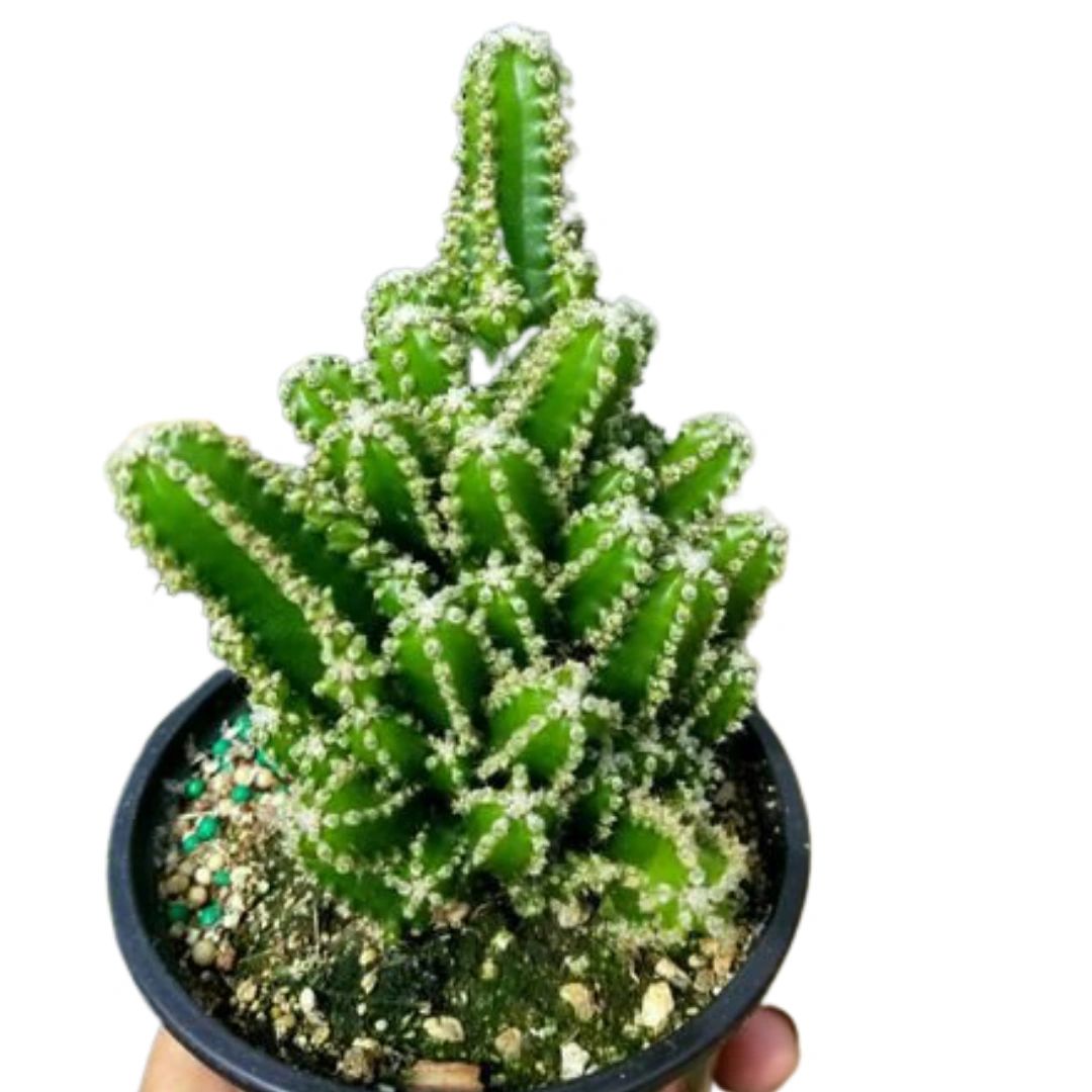 Acanthocereus tetragonus "castillo de hadas"