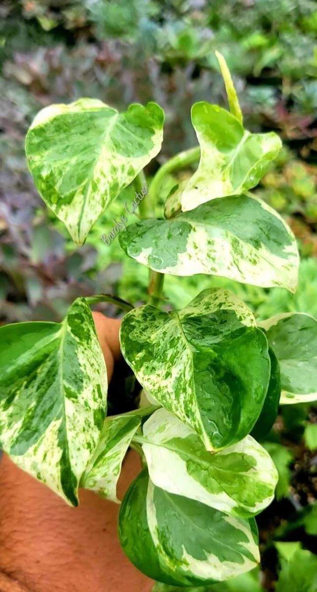 Scindapsus pearls and jade