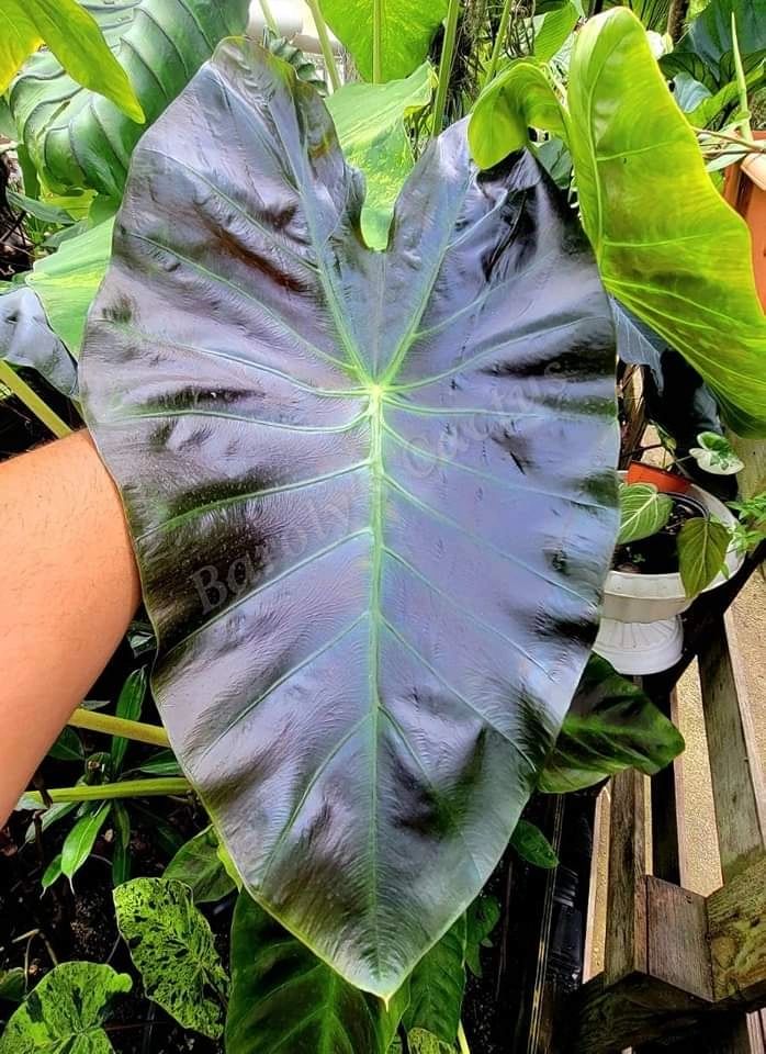 Colocasia aloha