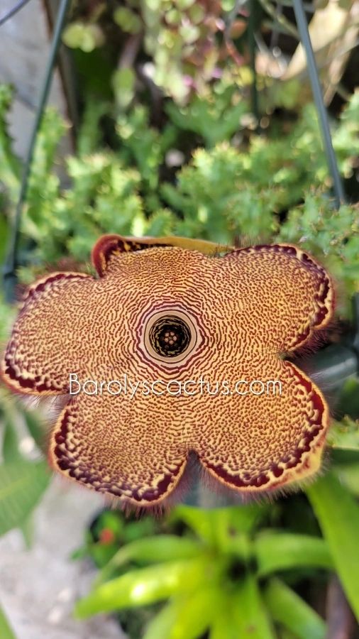 Edithcolea Grandis