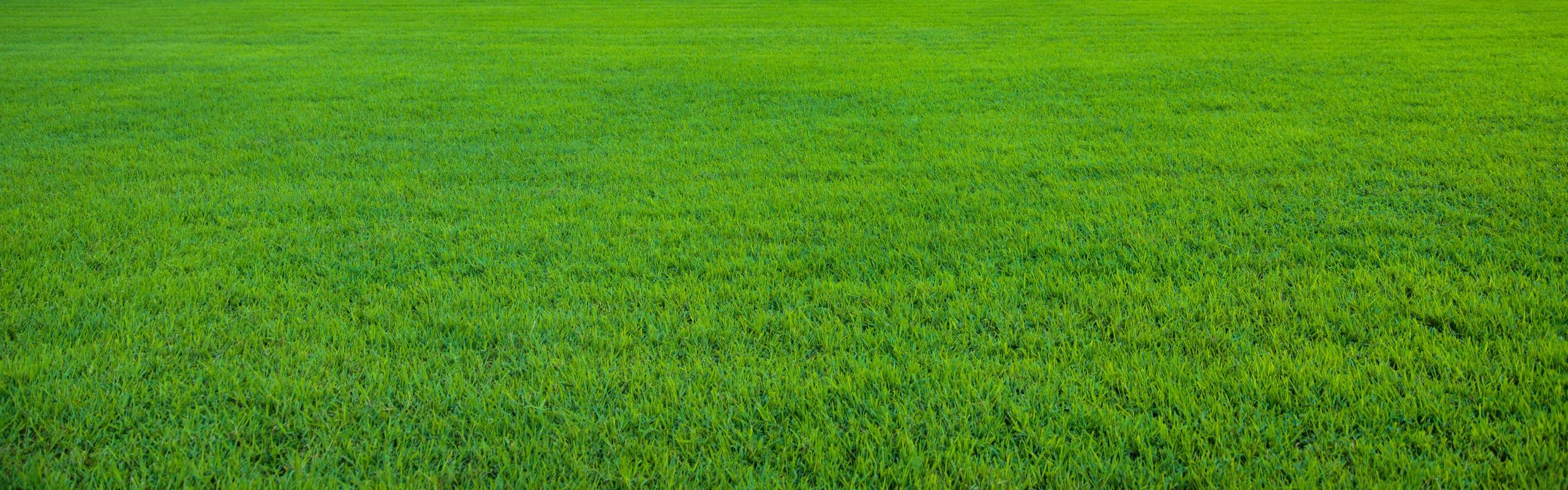 TASK HIGHLIGHT l #Go Touch Grass