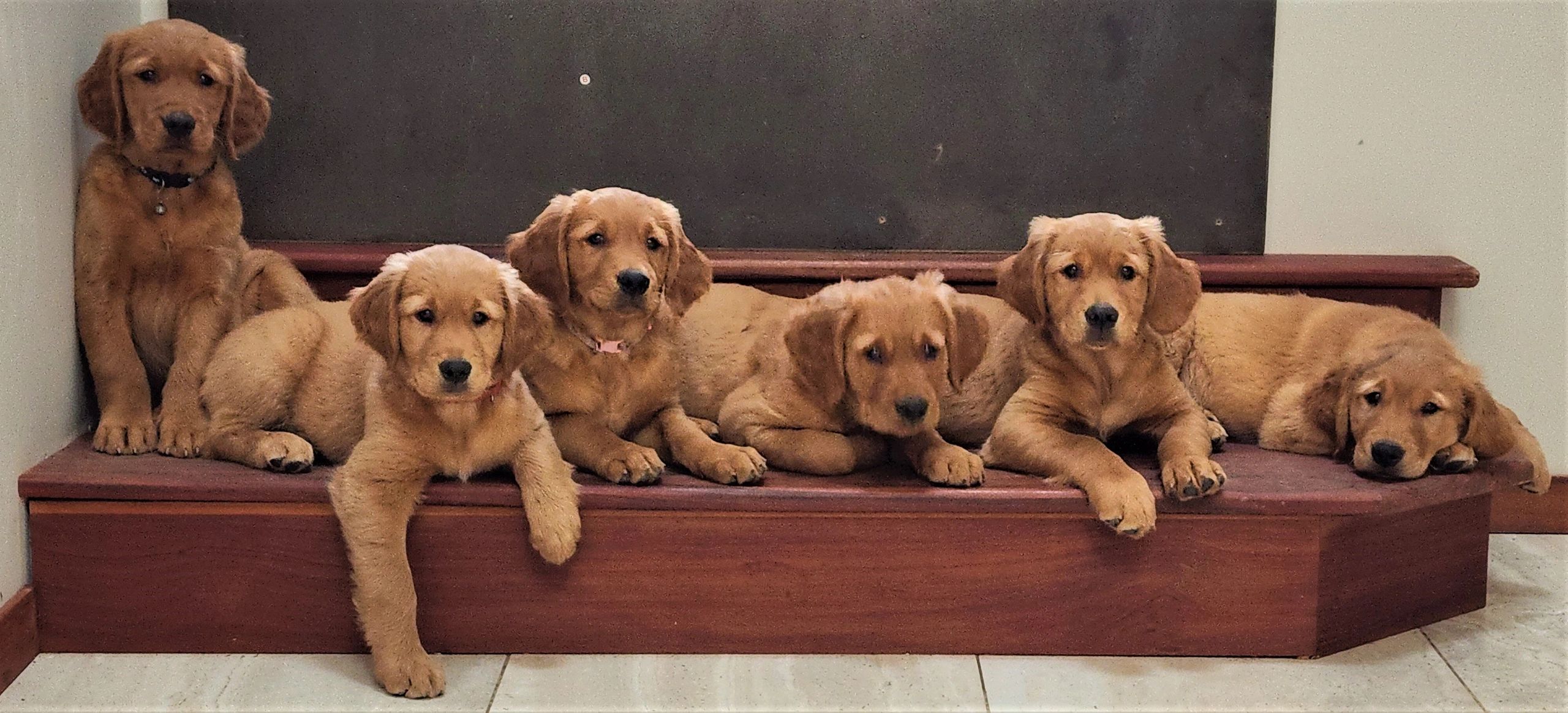 Rosegold Goldens