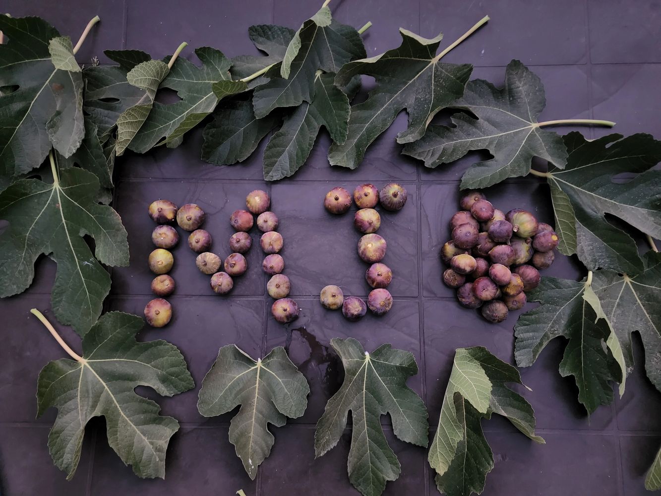 FigBid - Online Auctions of Fig Trees, Fig Cuttings & Growing Supplies ...