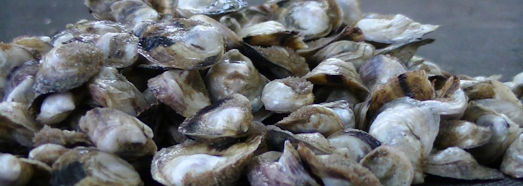 Seed Prices | Baywatch Oyster Seeds LLC