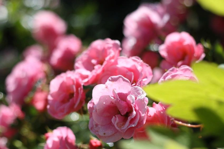 Busy Petals Gardening