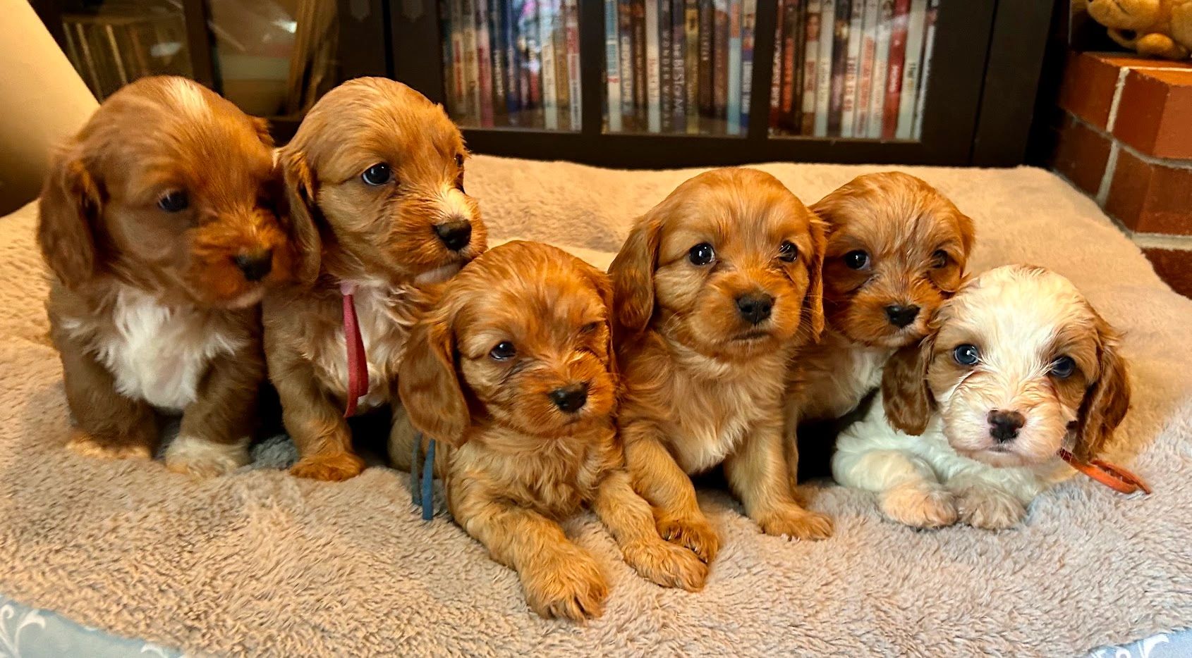 Adopt Adorable Cavapoo Puppies at Cavapoo Acres