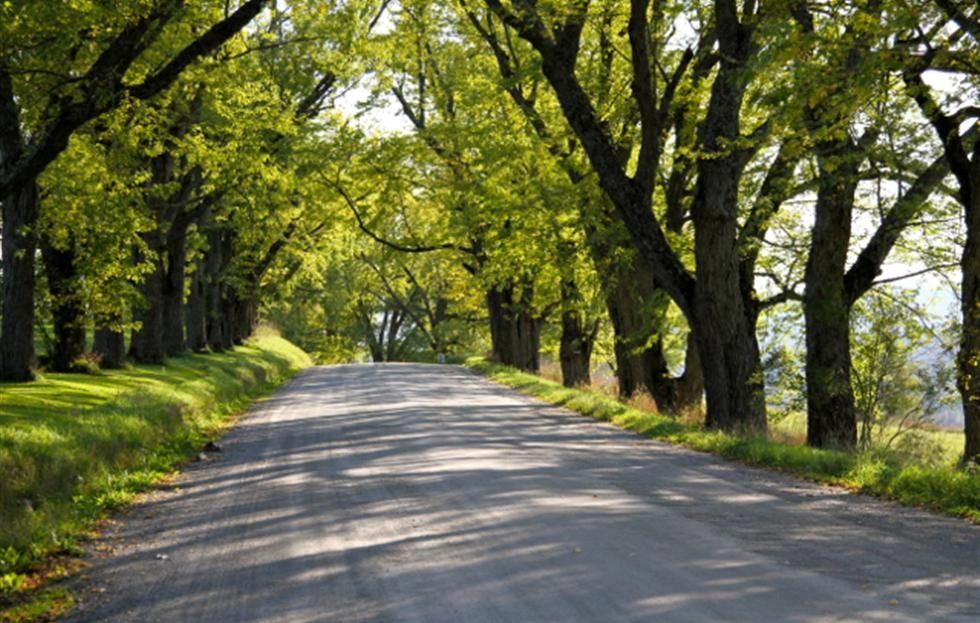 Maple Tree Design and Build