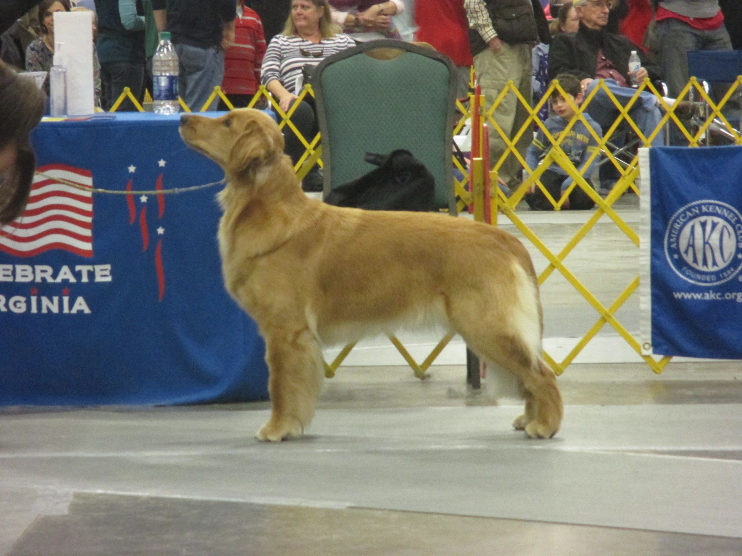 What Is A Cdx Obedience Dog