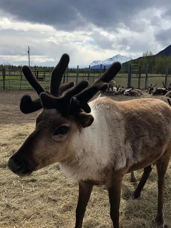 Reindeer Velvet