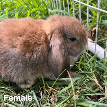 Rabbits for Sale in Missouri - Holland Lop Bunnies Available