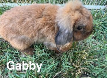 Rabbits for Sale in Missouri - Holland Lop Bunnies Available