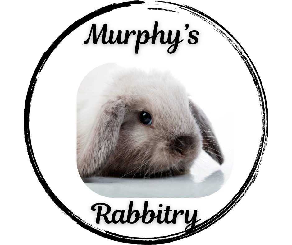 Rabbits for Sale in Missouri - Holland Lop Bunnies Available