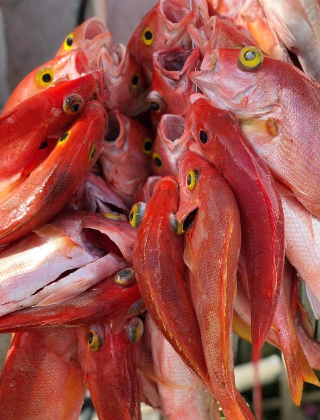 Caribbean Fish L.L.C.