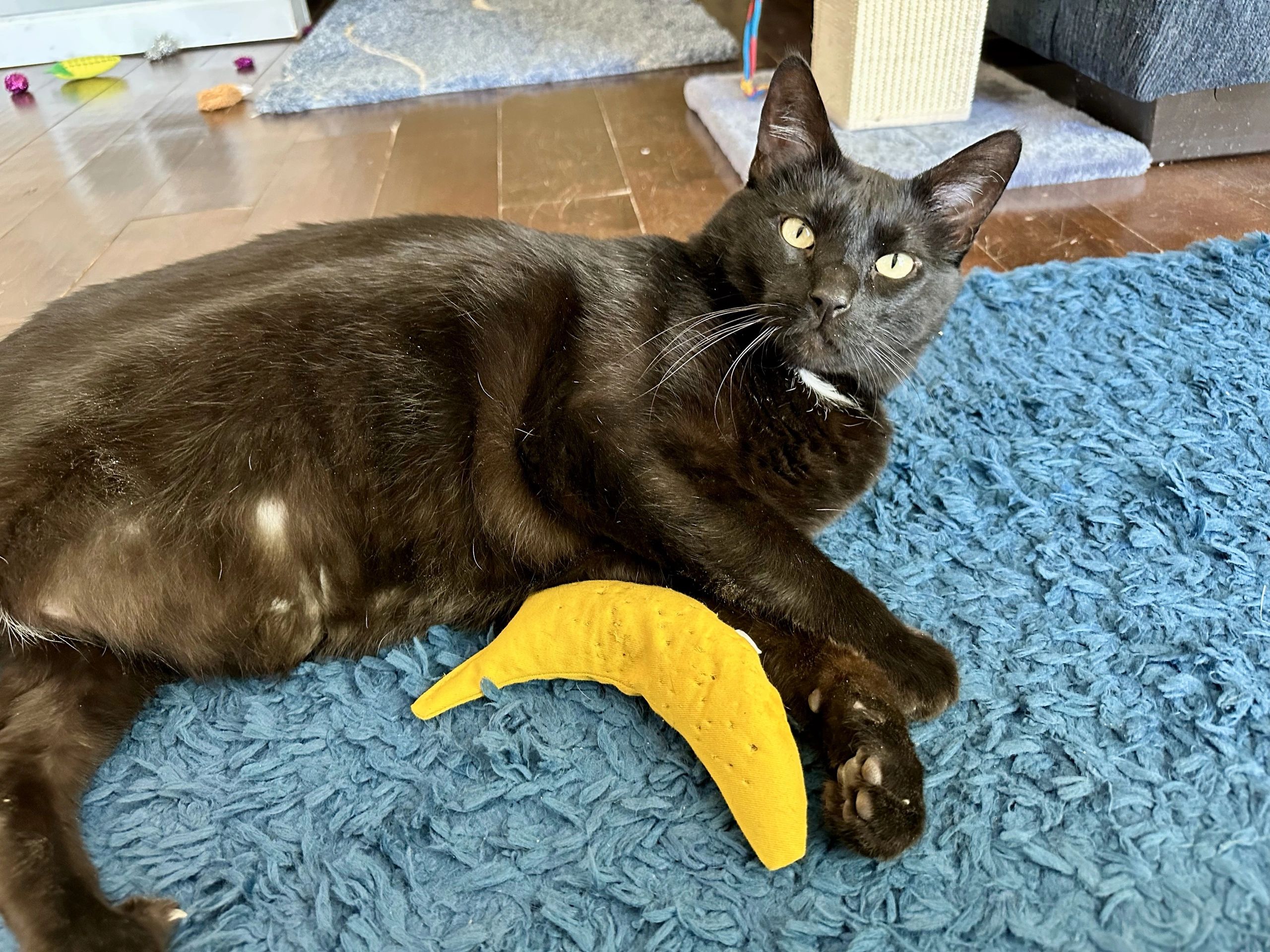 Remi Needs His Forever Castle—Where He Can Be the King!