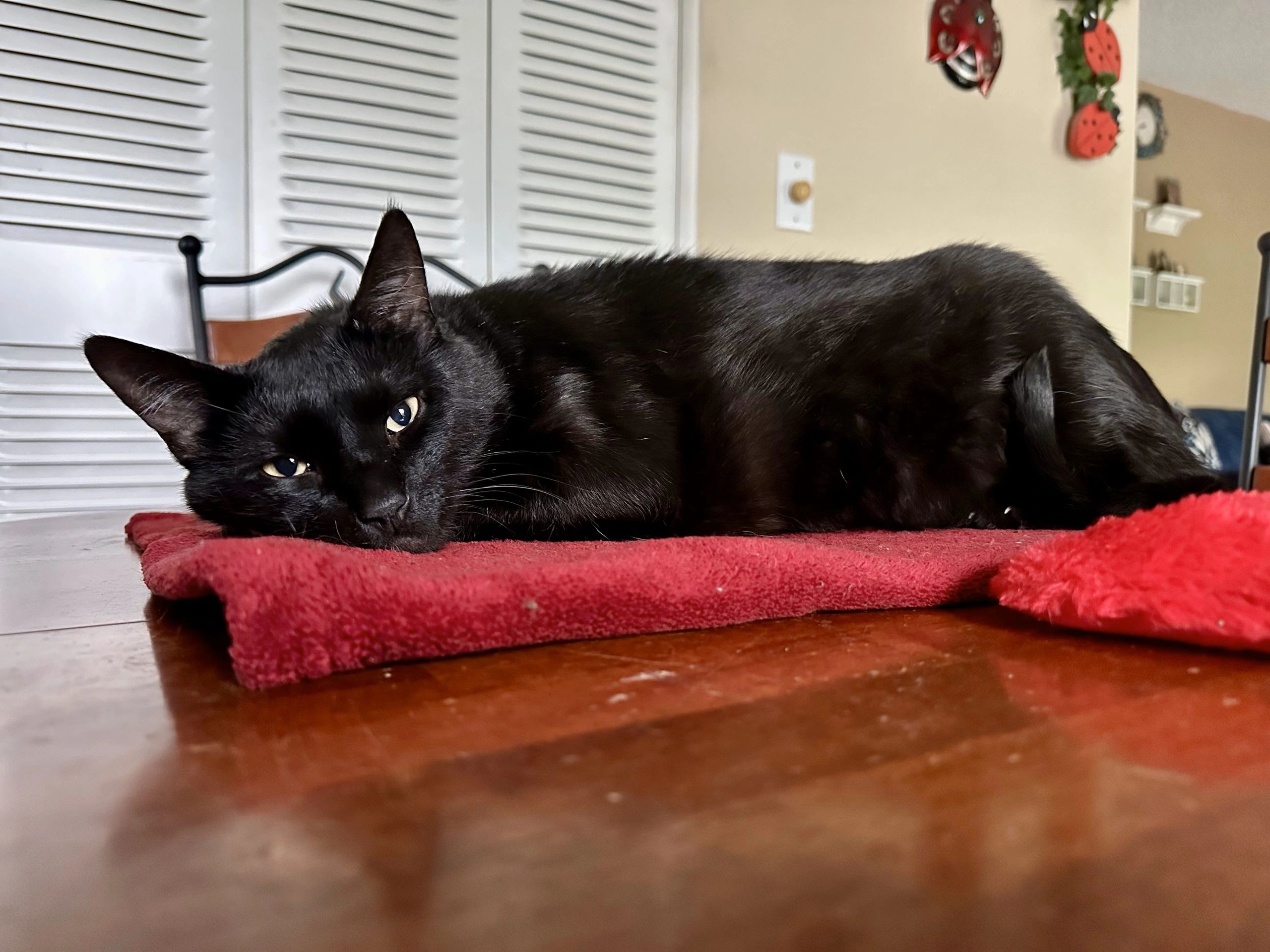 Remi’s Search for His Perfect Kingdom—Where He Can Rule with Love