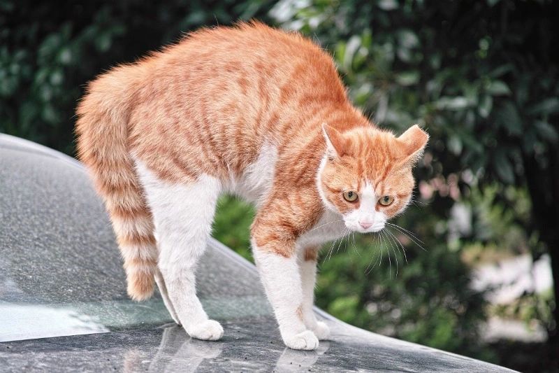 Understanding Feral, Semi-Feral, and Fearful Cats