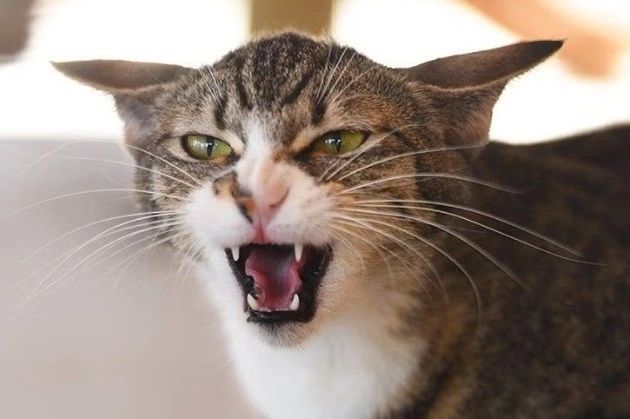 Understanding Cat Aggression