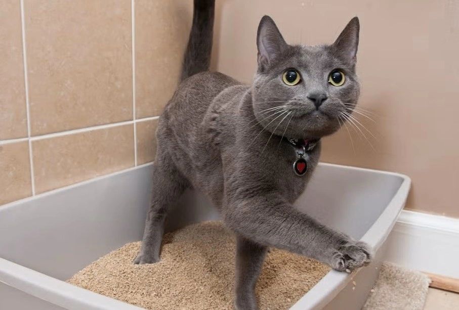 Litter Box Success: How to get to the promised land!