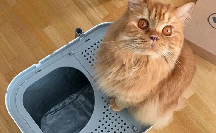 Litter Box Issues Middening: Causes and Solutions